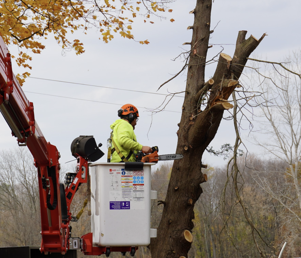 How to Spot Hazardous Trees Before They Cause Damage - Ole Man RB's ...